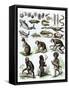 'Sciences: Natural History according to Charles Darwin (Darwinism ...