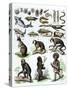 Sciences: Natural History according to Charles Darwin (Darwinism ...