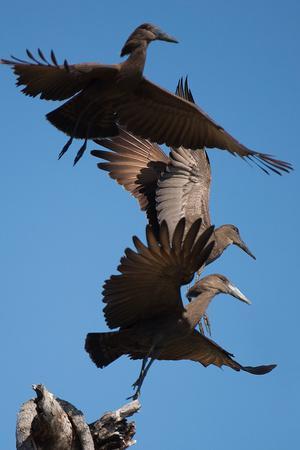 Hammerkops in flight Photo - Scott Bennion | AllPosters.com