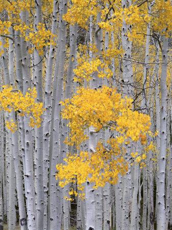 'Boulders Amid Wildflowers, Ryder Lake, High Uintas Wilderness, Wasatch ...