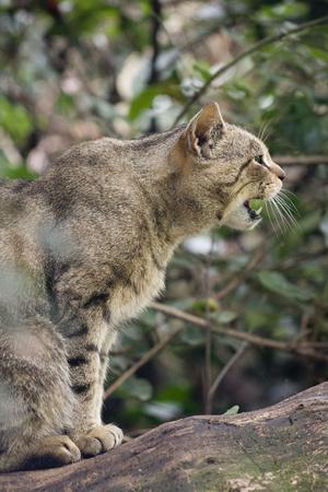 'Scottish Wildcat Snarling' Photographic Print | AllPosters.com