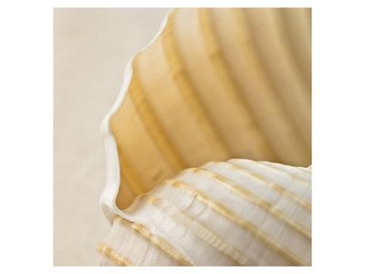 'Sea Shell Edge Close-Up' Prints | AllPosters.com