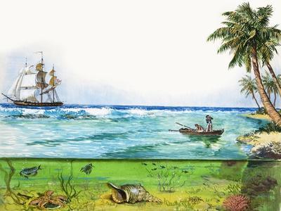 'Sea Shell, Illustration Based on the Poem by Amy Lowell' Giclee Print ...