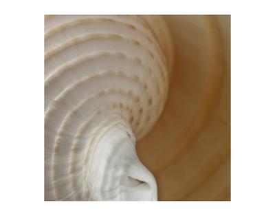 'Sea Shell Inside Close-Up' Prints | AllPosters.com