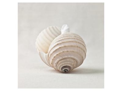 'Sea Shell Side View Close-Up' Poster | AllPosters.com