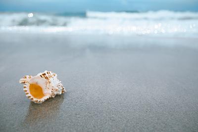 'Sea Shell with Sea Wave, Florida Beach under the Sun Light, Live ...