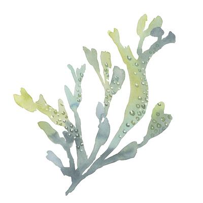 'Sea Tangle V' Giclee Print - Sandra Jacobs | AllPosters.com