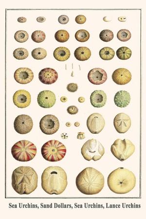 'Sea Urchins, Sand Dollars, Sea Urchins, Lance Urchins' Prints ...