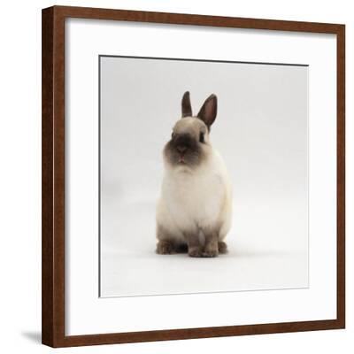 'Seal-Point Netherland Dwarf Male Rabbit' Photographic Print - Jane ...
