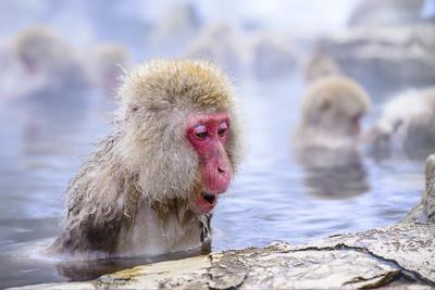 Macaque Baths in Hot Springs in Nagano, Japan. Photographic Print ...