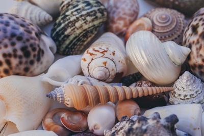'Seashell Background. Lots of Different Seashells Piled Together ...