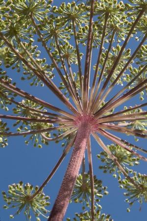 Seedheads & Stalk of Wild Umbellifera of the Carrot Family, from Below ...