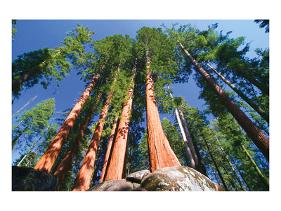 'Sequoia National Park I' Prints | AllPosters.com