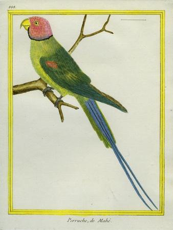 'Seychelles Parakeet' Giclee Print - Georges-Louis Buffon | AllPosters.com