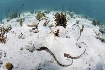 'Common octopus hunting over sand and coral, Bahamas' Photographic ...