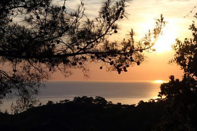 Sunset and Pine Tree Photographic Print - shanin | AllPosters.com