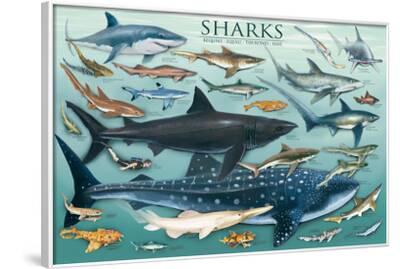 'Sharks' Posters | AllPosters.com