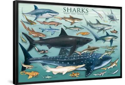 'Sharks' Posters | AllPosters.com