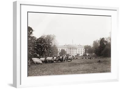 'Sheep Grazing on the White House Lawn. During World War 1 from 1916 to ...