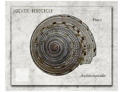'Shell: Architectonicidae, Staircase Shell' Premium Giclee Print ...
