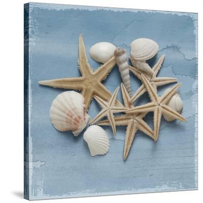 'Shell Collection III' Stretched Canvas Print - Bill Philip ...