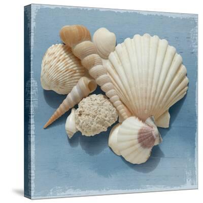 'Shell Collection IV' Stretched Canvas Print - Bill Philip | AllPosters.com