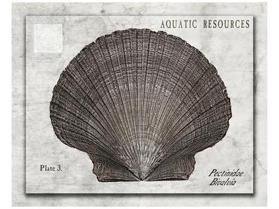 'Shell: Pectinidae Bivalvia, Scallops' Premium Giclee Print - Christine ...
