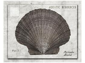 'Shell: Pectinidae Bivalvia, Scallops' Premium Giclee Print - Christine ...