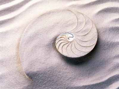 'Shell Spiraling into Wavy Sand Pattern' Photographic Print ...