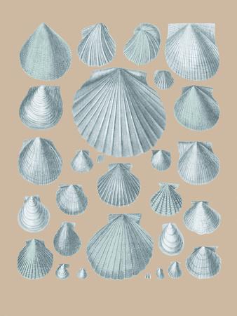 'Shell Study I' Giclee Print - A. Poiteau | AllPosters.com