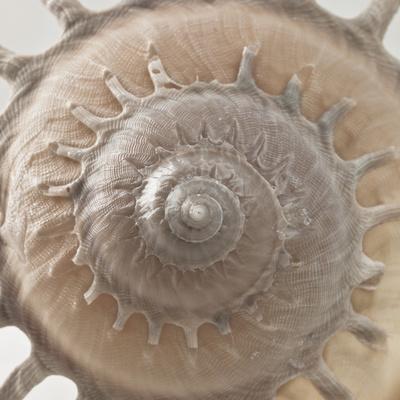 'Shell Swirl' Giclee Print - Assaf Frank | AllPosters.com