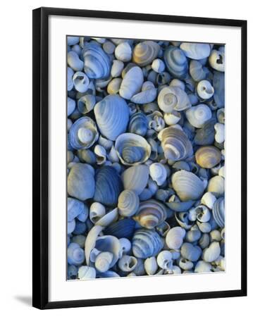 'Shells of Freshwater Snails and Clams on Shore of Bear Lake, Utah, USA ...