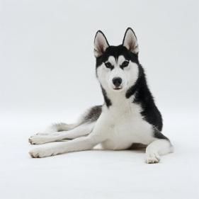 'Siberian Husky Dog, Lying Down' Photographic Print - Jane Burton ...