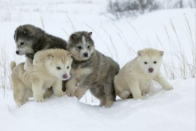 'Siberian Husky Litter of Four Puppies in Snow' Photographic Print ...