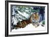 'Siberian Tiger Endangered Species' Photographic Print | AllPosters.com