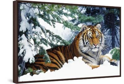 'Siberian Tiger Endangered Species' Photographic Print | AllPosters.com