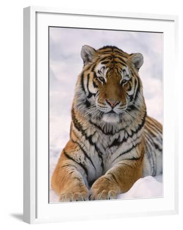 'Siberian Tiger in Snow, Panthera Tigris Altaica' Photographic Print ...