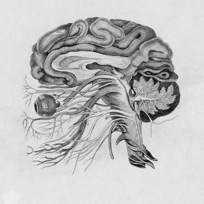 'Side View of the Brain' Giclee Print | AllPosters.com