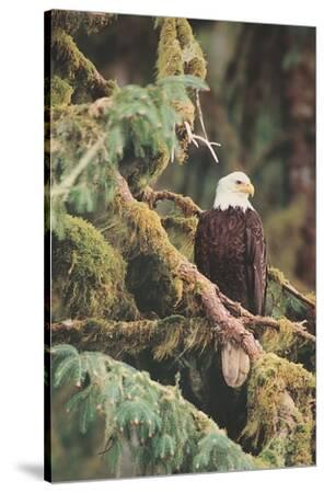 'Silent Sentinel, Alaska' Stretched Canvas Print - Art Wolfe ...