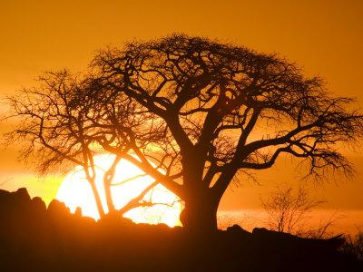 'Silhouetted Baobab Trees, Kubu Island on Makgadikgadi Pan, Kalahari ...