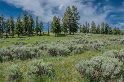 'Silky lupine and Engelmann spruce trees, Yellowstone River Picnic Area ...