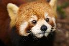'The Red Panda, Firefox' Photographic Print - silver-john | AllPosters.com