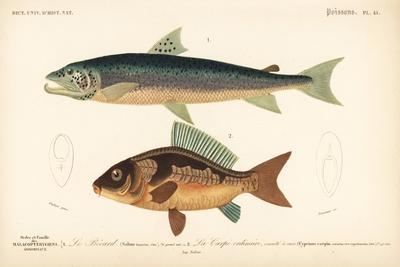 'Silver salmon, Salmo salar, Salmo hamatus, and common carp, Cyprinus ...