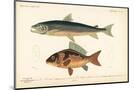 'Silver salmon, Salmo salar, Salmo hamatus, and common carp, Cyprinus ...