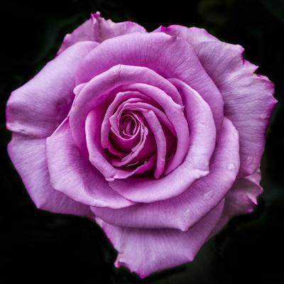 'Silver Star Grandiflora Rose at Brookside Gardens, Maryland, USA ...
