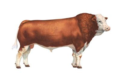 'Simmental Bull, Beef Cattle, Mammals' Prints - Encyclopaedia ...