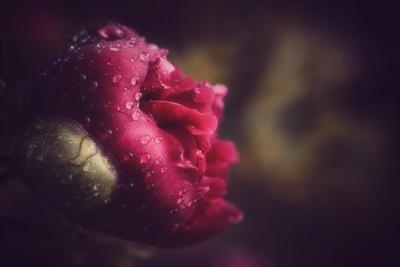 'Simple Desire' Photographic Print - Philippe Sainte-Laudy | AllPosters.com