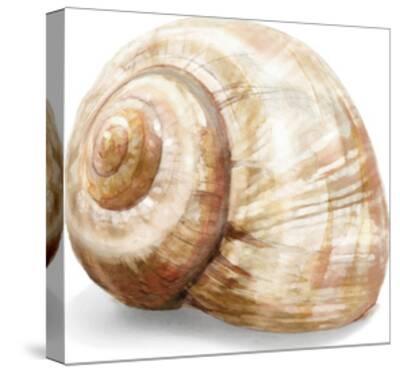 'Simple Shell - Conch' Stretched Canvas Print - Tania Bello ...