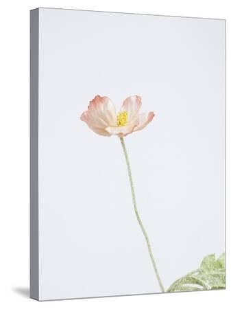 'Single Flourish - Climb' Stretched Canvas Print - Sarah Hart Morgan ...