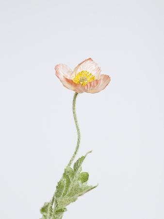 'Single Flourish - Rise' Giclee Print - Sarah Hart Morgan | AllPosters.com